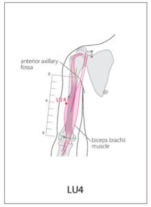LU 4 Acupuncture Point - Acupuncture Point Locations Review