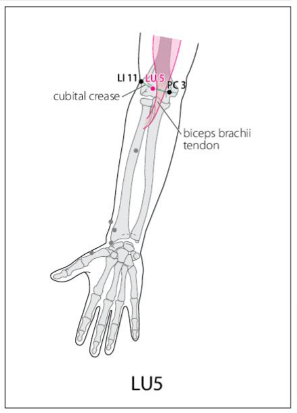 LU 5 Acupuncture Point Acupuncture Point Locations Review LU 5 Acupuncture Point Acupuncture Point Locations Review
