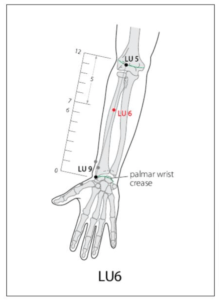 LU 6 Acupuncture Point - Acupuncture Point Locations Review