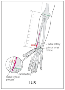 LU 8 Acupuncture Point - Acupuncture Point Locations Review