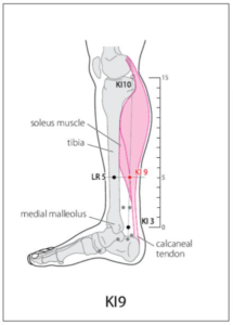 KI 9 Acupuncture Point - Acupuncture Point Locations Review