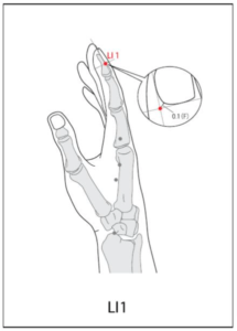 LI 1 Acupuncture Point - Acupuncture Point Locations Review