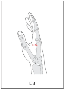 LI 3 Acupuncture Point - Acupuncture Point Locations Review