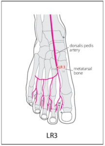 LR 3 Acupuncture Point - Acupuncture Point Locations Review