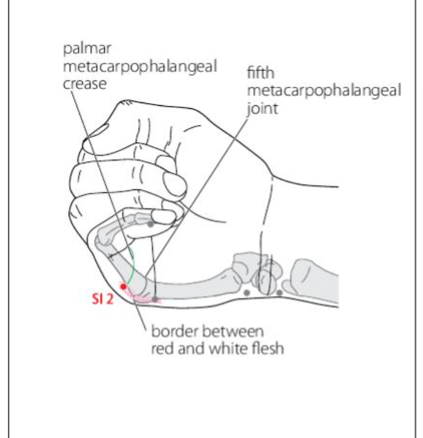 SI 2 Acupuncture Point Acupuncture Point Locations Review SI 2 Acupuncture Point Acupuncture Point Locations Review