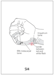 SI 4 Acupuncture Point - Acupuncture Point Locations Review
