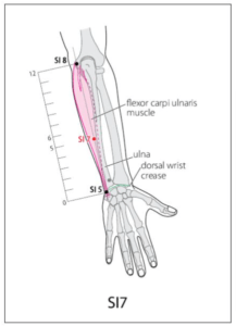 SI 7 Acupuncture Point - Acupuncture Point Locations Review