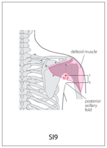 SI 9 Acupuncture Point - Acupuncture Point Locations Review