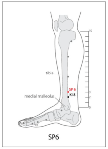 SP 6 Acupuncture Point - Acupuncture Point Locations Review