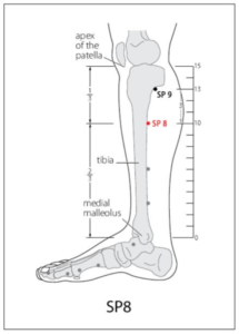 SP 8 Acupuncture Point - Acupuncture Point Locations Review