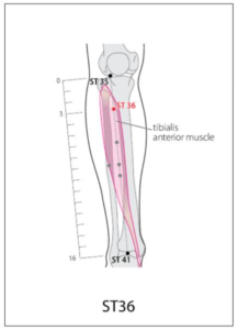 ST 36 Acupuncture Point - Acupuncture Point Locations Review