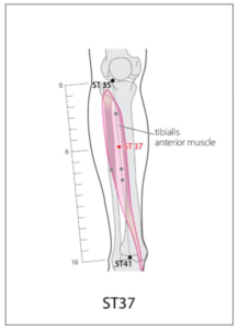 ST 37 Acupuncture Point - Acupuncture Point Locations Review