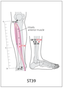 ST 39 Acupuncture Point - Acupuncture Point Locations Review
