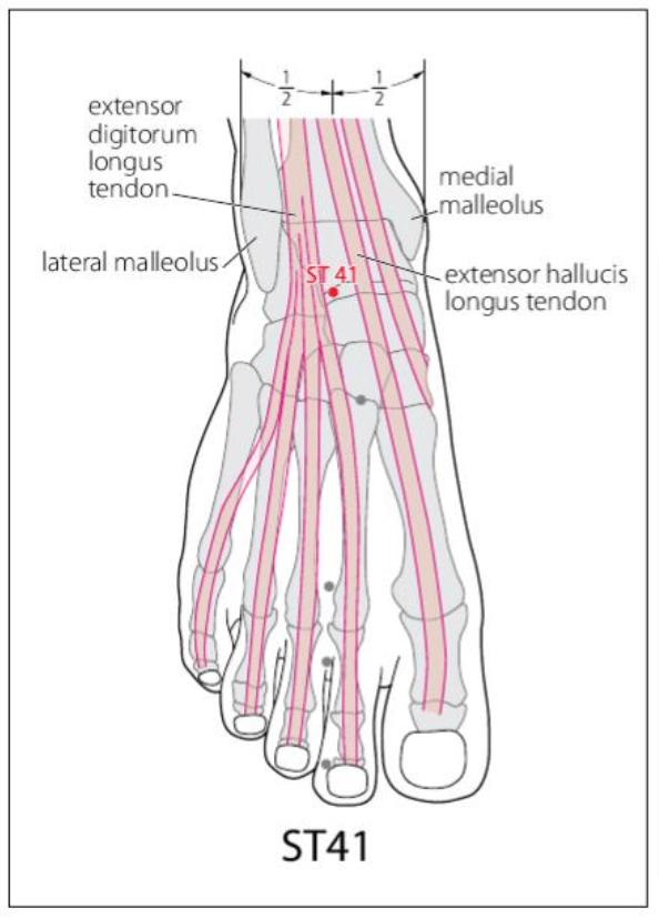 ST 41 Acupuncture Point - Acupuncture Point Locations Review