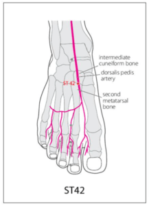 ST 42 Acupuncture Point - Acupuncture Point Locations Review