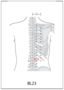BL 23 Acupuncture Point - Acupuncture Point Locations Review