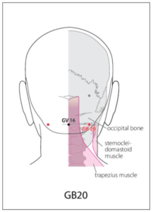 GB 20 Acupuncture Point - Acupuncture Point Locations Review
