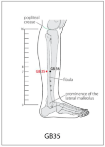 GB 35 Acupuncture Point - Acupuncture Point Locations Review