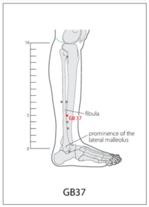 GB 37 Acupuncture Point - Acupuncture Point Locations Review