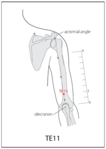 TE 11 Acupuncture Point - Acupuncture Point Locations Review