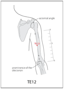 TE 12 Acupuncture Point - Acupuncture Point Locations Review