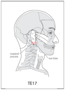 TE 17 Acupuncture Point - Acupuncture Point Locations Review