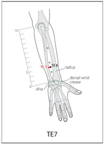 TE 7 Acupuncture Point - Acupuncture Point Locations Review