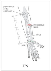 TE 9 Acupuncture Point - Acupuncture Point Locations Review