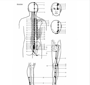Acupuncture Bladder Meridian - Good Shepherd