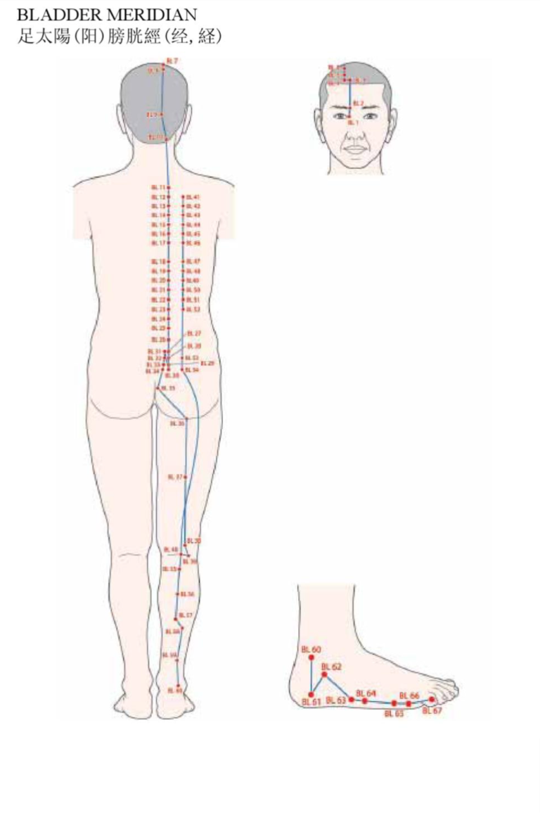 Acupuncture Bladder Meridian - Good Shepherd