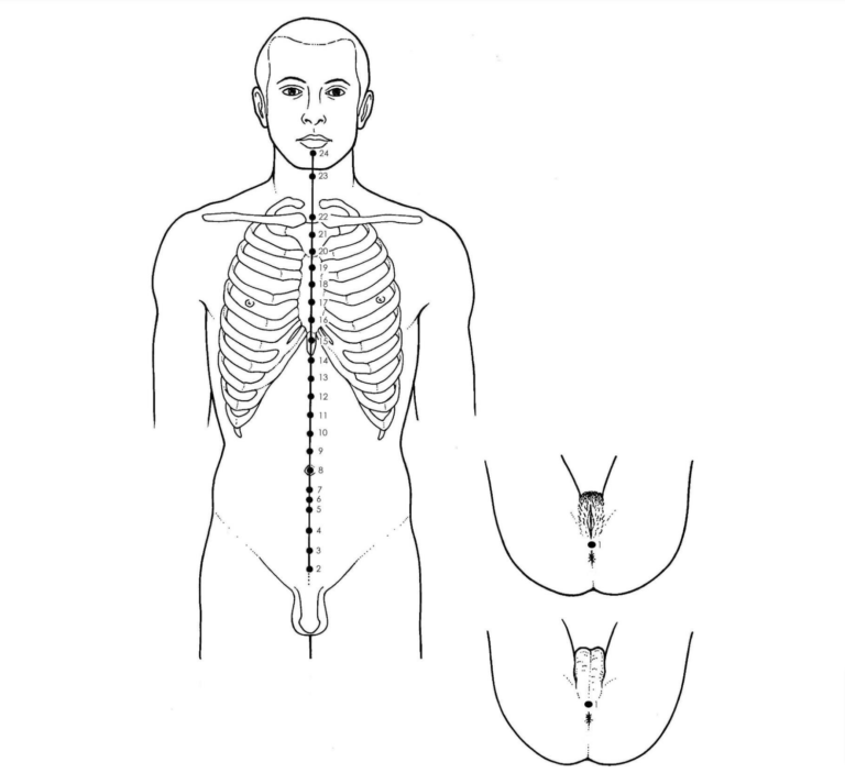 Acupuncture Conception Vessel Meridian - Good Shepherd