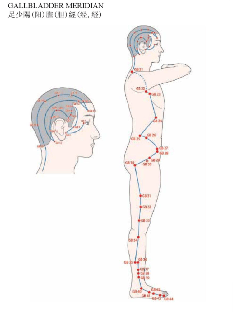 Acupuncture GallBladder Meridian - Good Shepherd