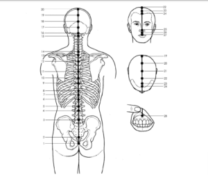 Acupuncture Governor Vessel Meridian - Good Shepherd