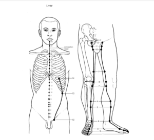 Acupuncture Liver Meridian - Good Shepherd