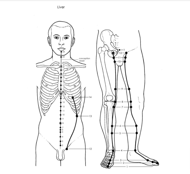Acupuncture Liver Meridian - Good Shepherd