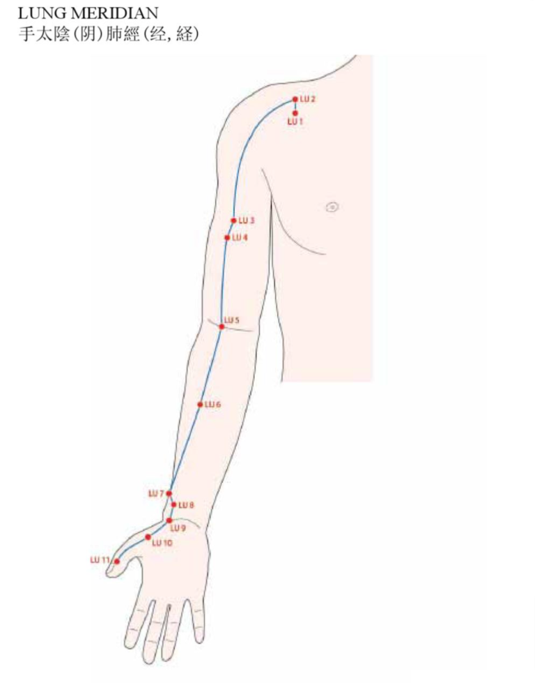 Acupuncture Lung Meridian Good Shepherd