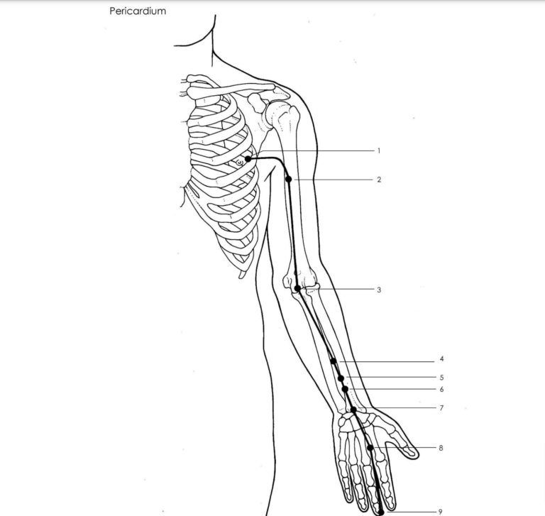 Acupuncture Pericardium Meridian - Good Shepherd
