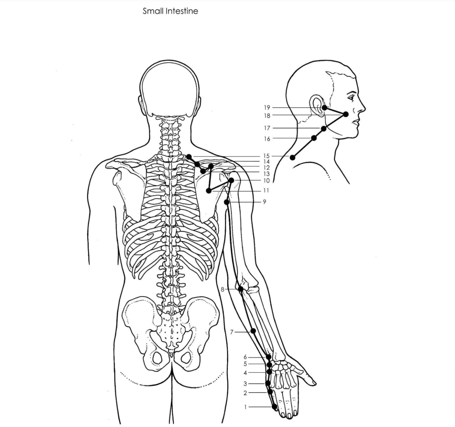 Acupuncture Small Intestine Meridians - Good Shepherd