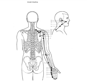 Acupuncture Small Intestine Meridians - Good Shepherd