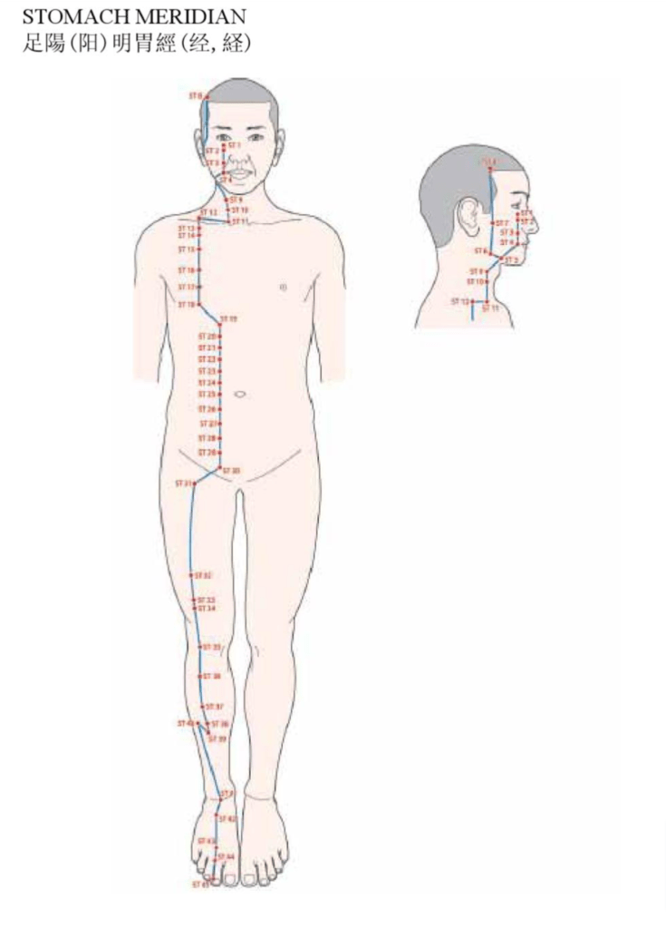 Acupuncture Stomach Meridian - Good Shepherd