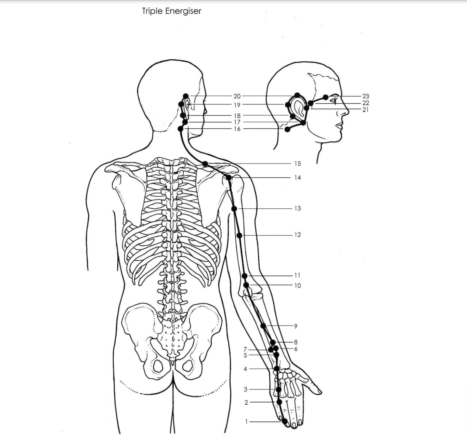 Acupuncture Triple Energizer Meridian - Good Shepherd