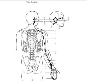 Acupuncture Triple Energizer Meridian - Good Shepherd